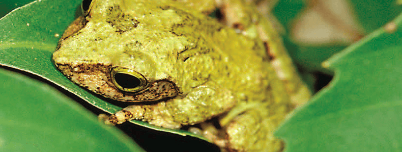 Two new jewel-eyed tree frog species discovered in Taiwan, display ...