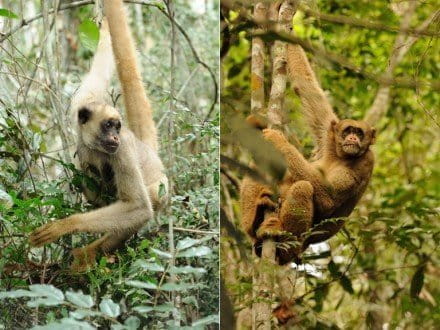Primate-Watching: In the Year of the Monkey, let’s build a Conservation ...