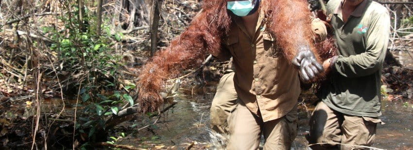 Orangutan refugees: weighing when to rescue the apes