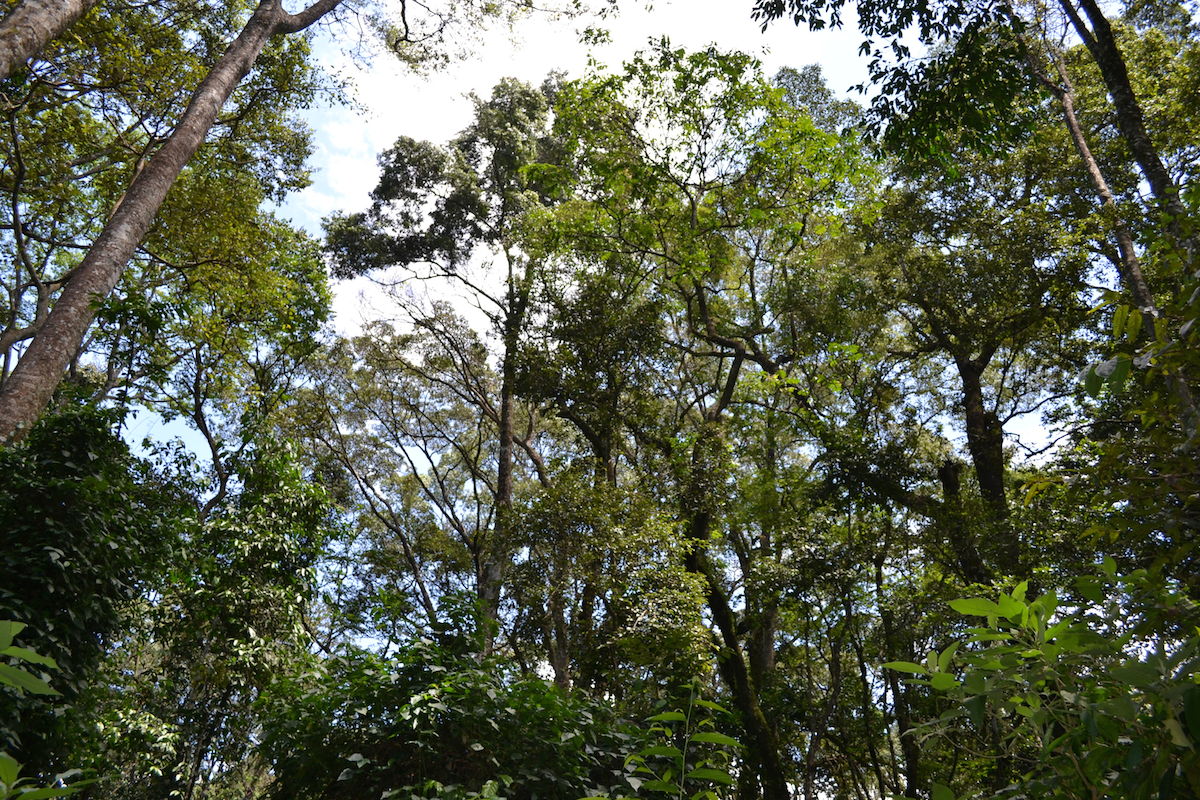 Series: Evolving Conservation