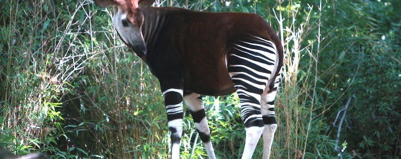 30 years of protecting the mysterious Okapi