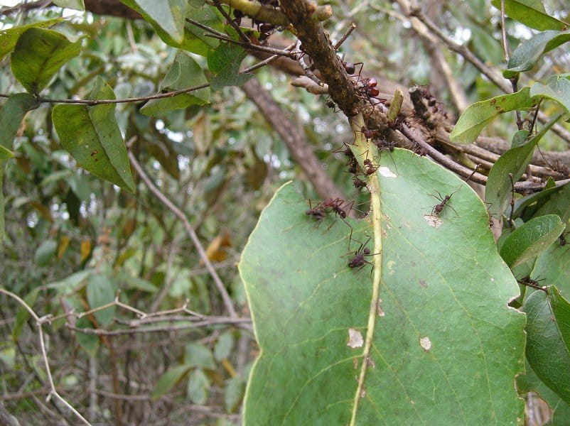 Building roads for agricultural expansion in Brazil is aiding the ...