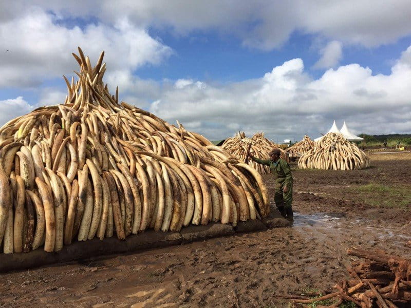 Kenya to burn more than 105 metric tons of ivory