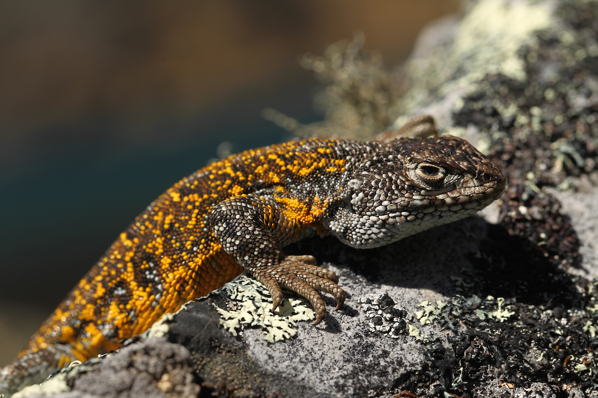 Bolivian expedition finds seven new species (PHOTOS)
