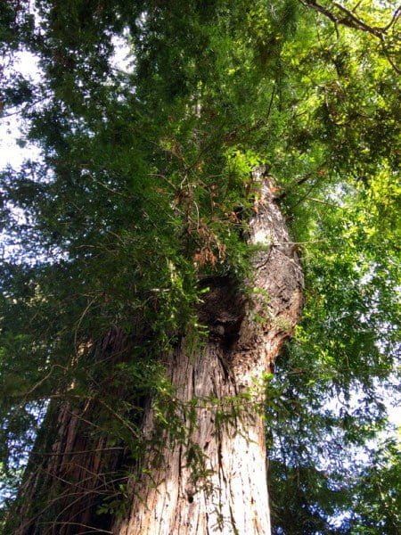 For Earth Day: climbing a redwood tree