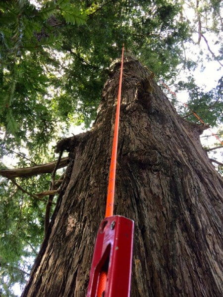 For Earth Day: climbing a redwood tree