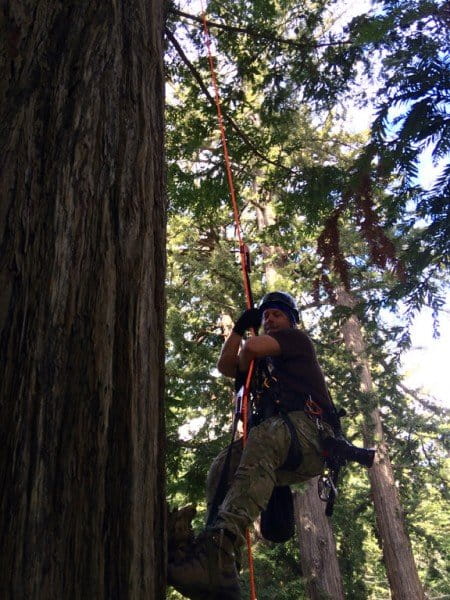 For Earth Day: climbing a redwood tree