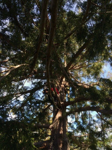 For Earth Day: climbing a redwood tree