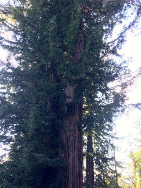 For Earth Day: climbing a redwood tree