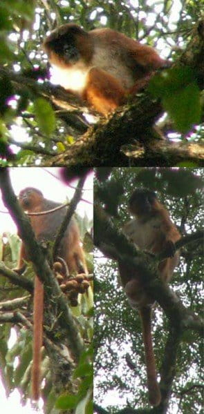 Eavesdropping on Cameroon’s poachers to save endangered primates