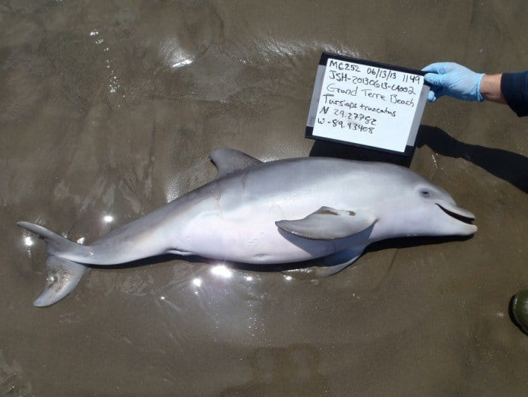 Hundreds of baby dolphin deaths linked to BP oil spill