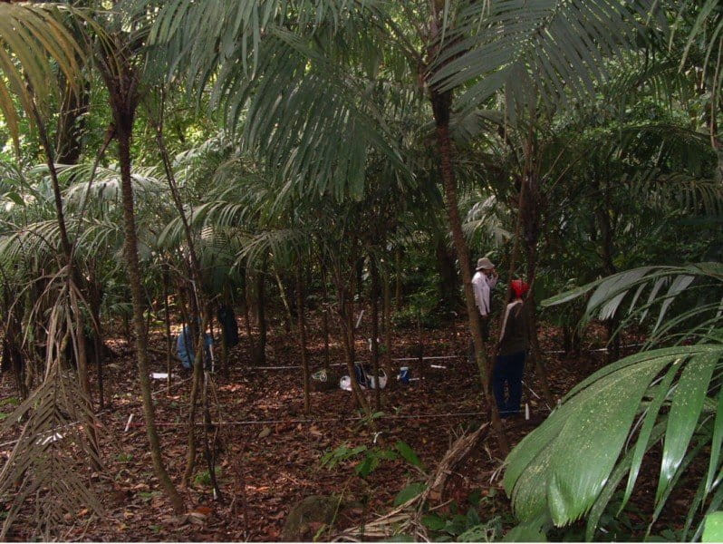 Human disturbances outside rainforests can jeopardize tropical ...