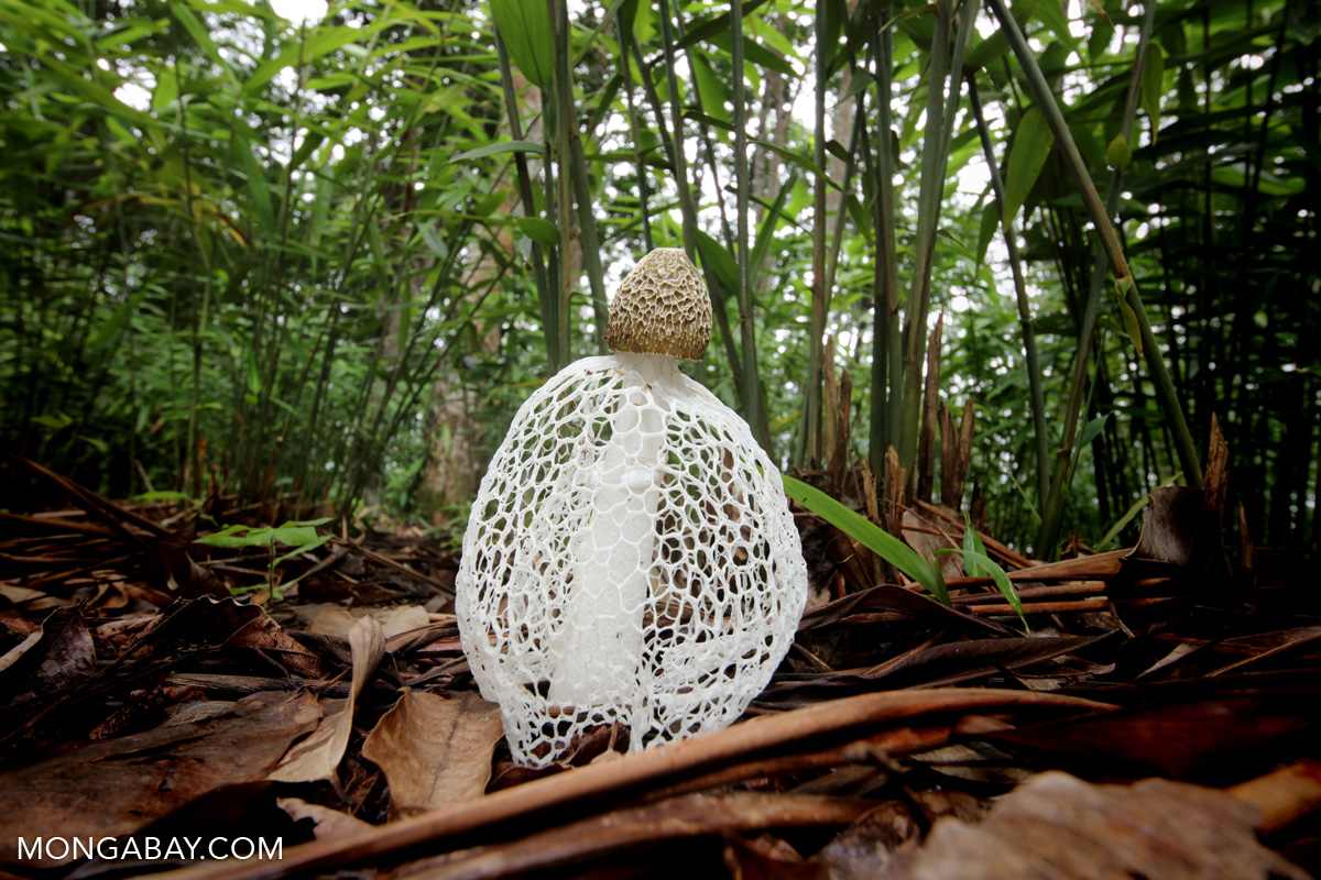 China's forests are growing back – but at a cost