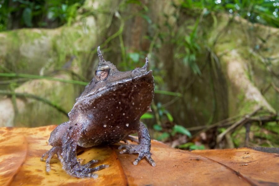 The Borneo rainbow toad has been missing for 87 years — until now