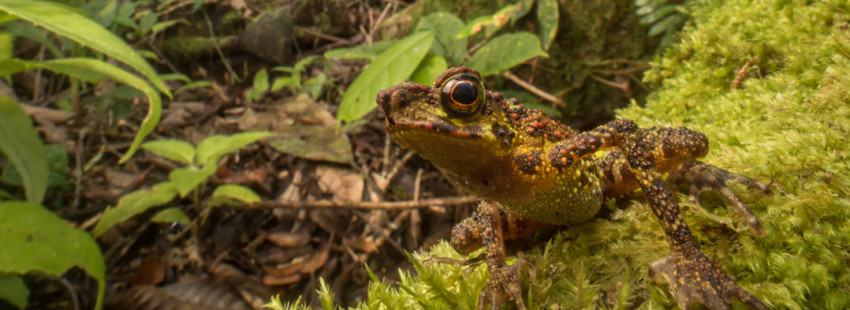 The Borneo rainbow toad has been missing for 87 years — until now