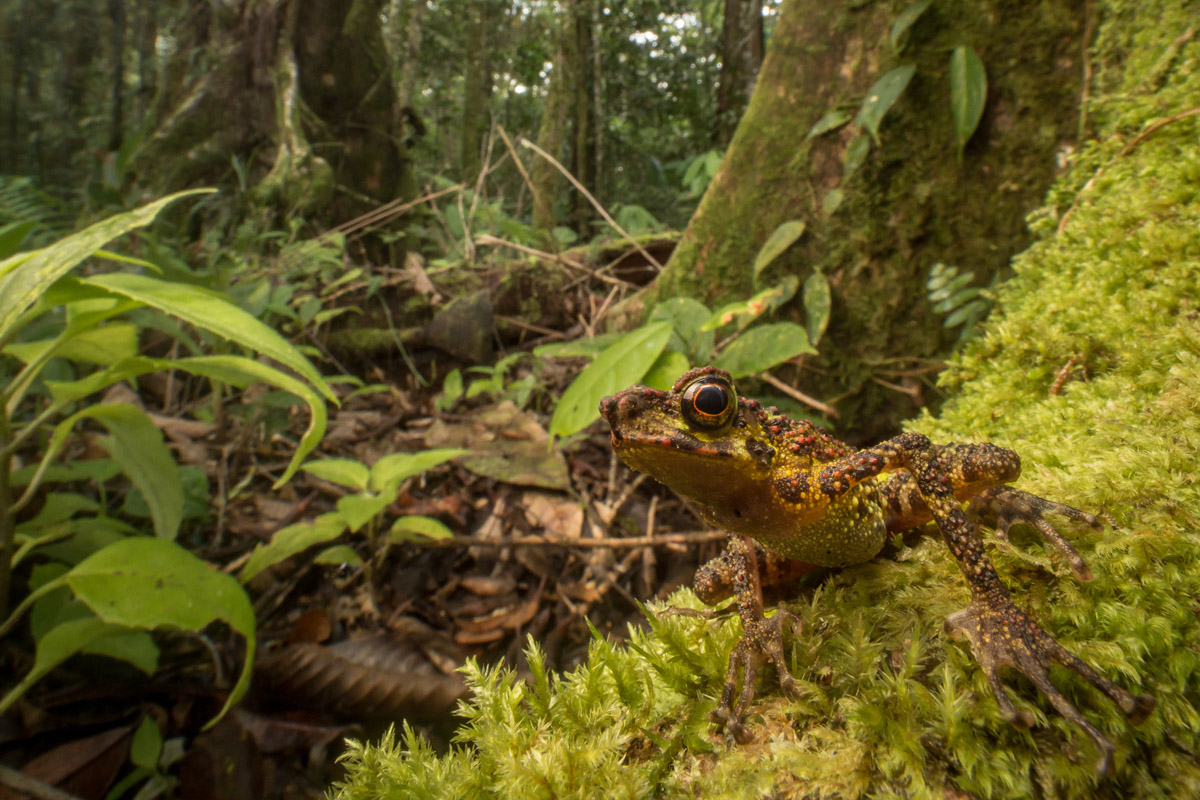 The Borneo rainbow toad has been missing for 87 years — until now