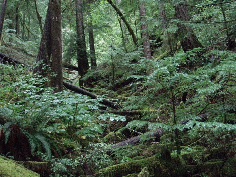 Old-growth forests can help preserve biodiversity in a warming world