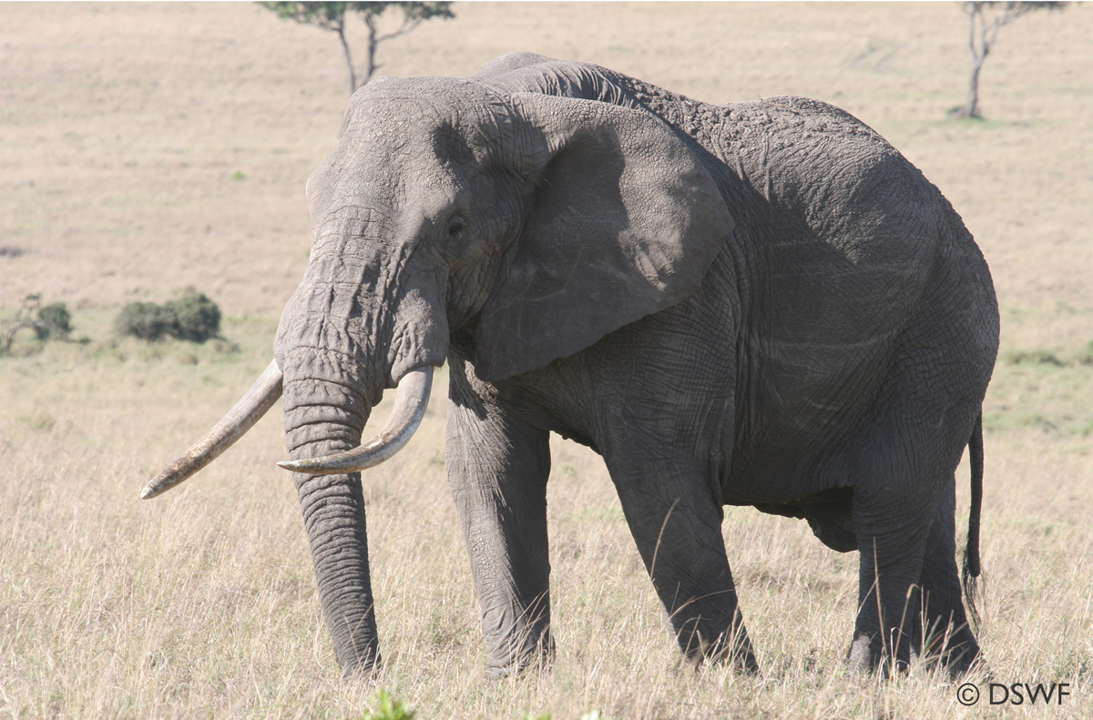 CITES proposals by African countries aim to end the ivory trade