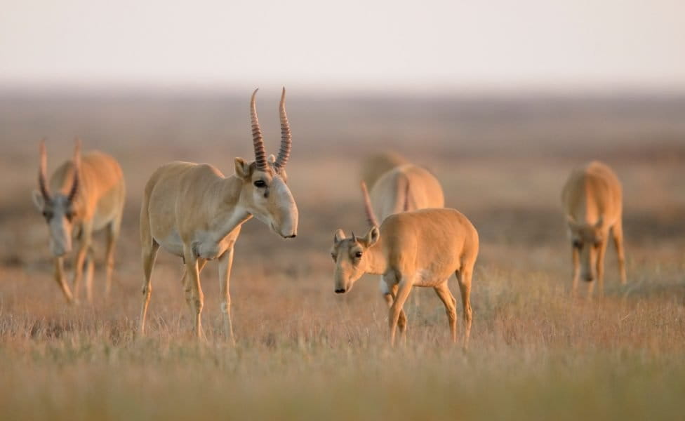 After Mass Die off Saiga Antelope Numbers Go Up In Kazakhstan