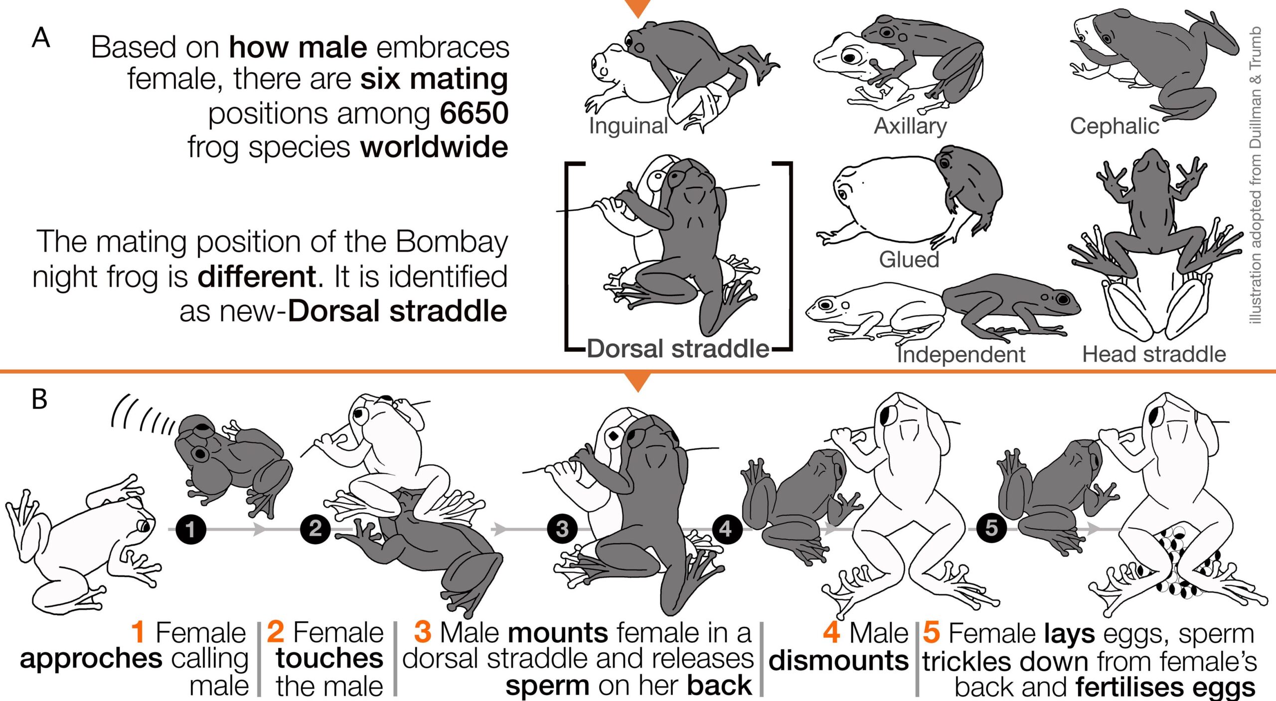 New ‘froggy-style’ mating position discovered in Bombay night frogs