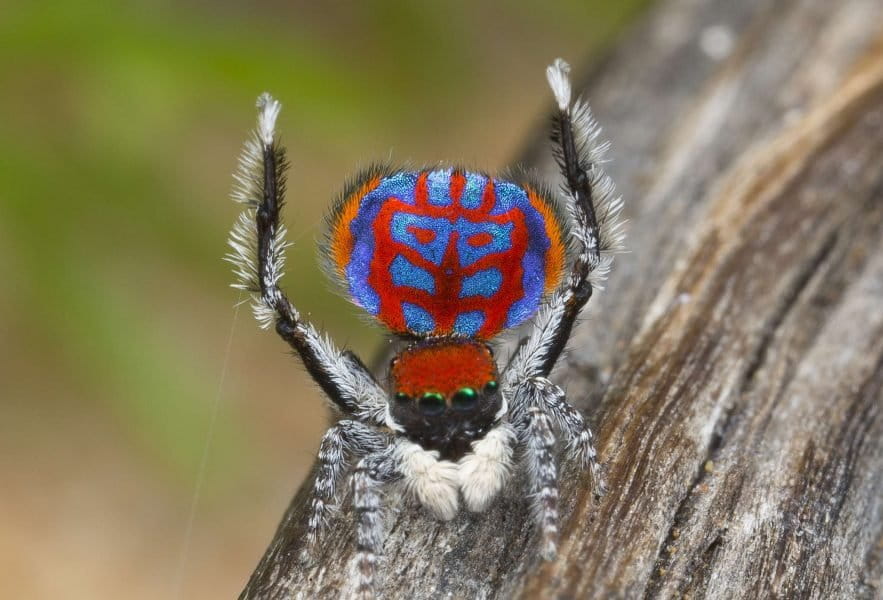 7 new brilliantly-colored peacock spiders discovered