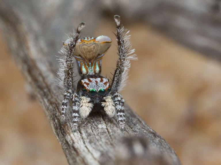 7 new brilliantly-colored peacock spiders discovered