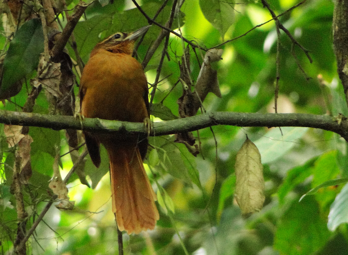 Is Brazil’s threatened bird situation Latin America’s future?