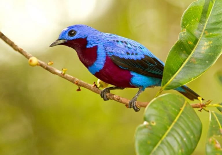 Is Brazil’s threatened bird situation Latin America’s future?