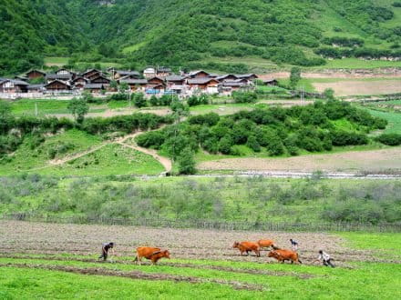 China’s Wanglang panda reserve, once an ecotourism model, faces new threats