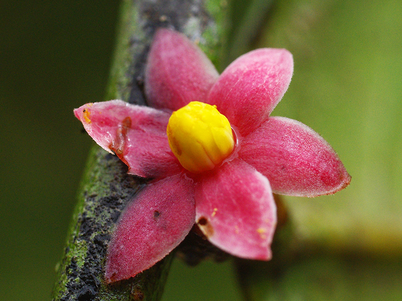 Pictures: the top 10 new species of 2016?