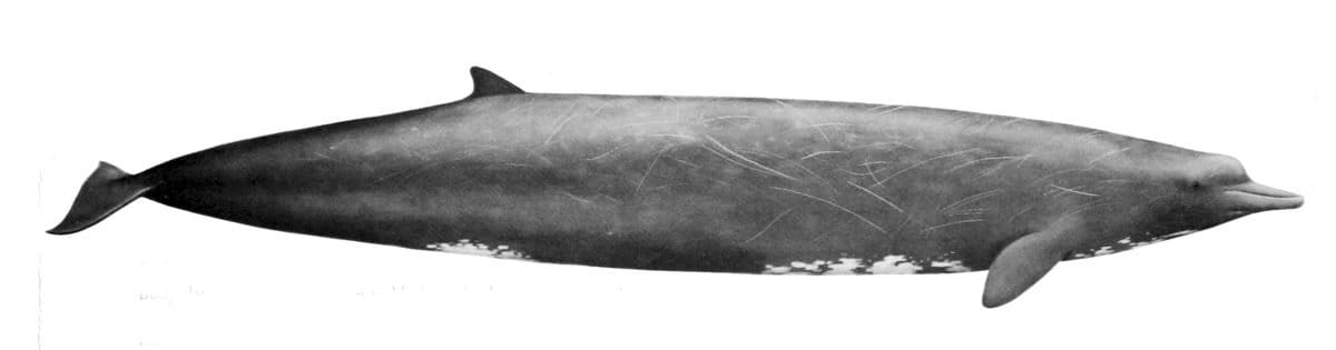 The 'raven' whale: scientists uncover new beaked whale