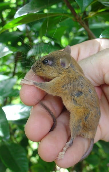Luzon Island in the Philippines is an endemic mammalian hotspot