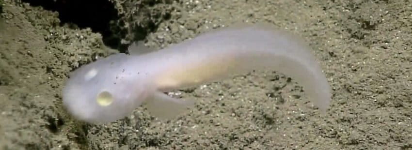 Looks like Casper: Expedition captures first-ever live footage of ...