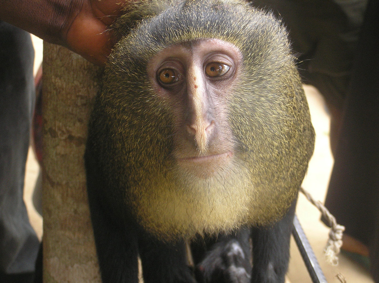 DRC declares first new national park in 40 years