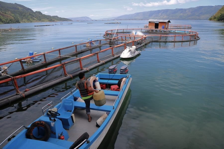 Why did millions of fish turn up dead in Indonesia's giant Lake Toba?