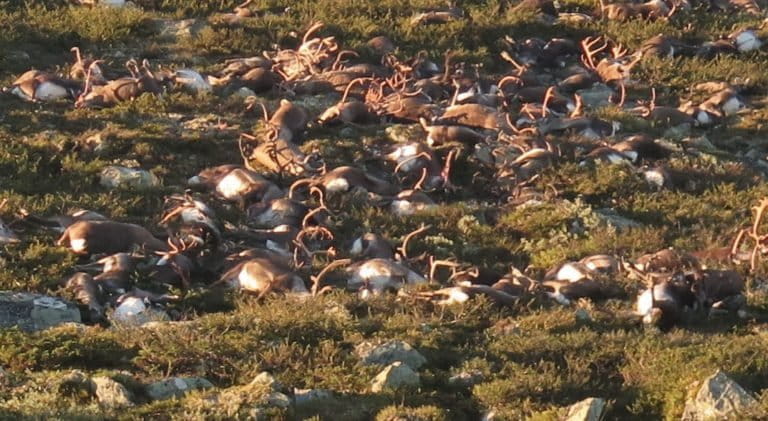 More than 300 reindeer killed by lightning in Norway