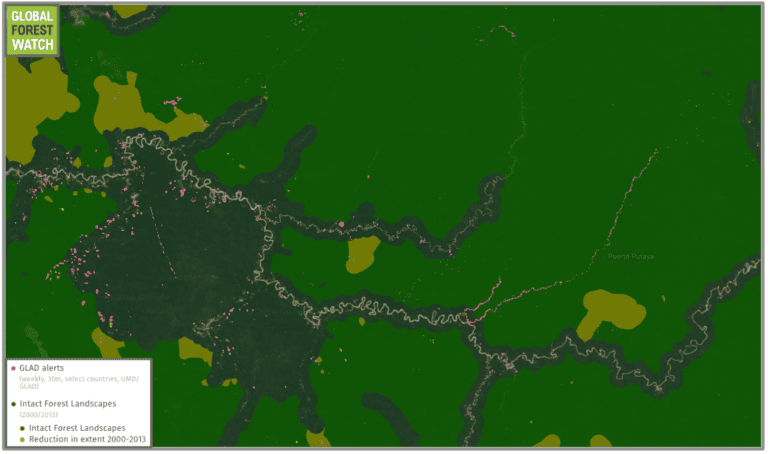 Logging roads have long-lasting impacts on forests