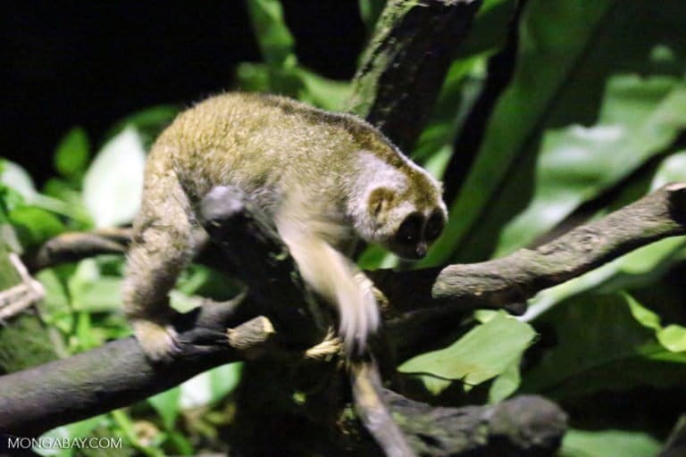 Pet trade’s “cute” and “adorable” label endangers the slow loris