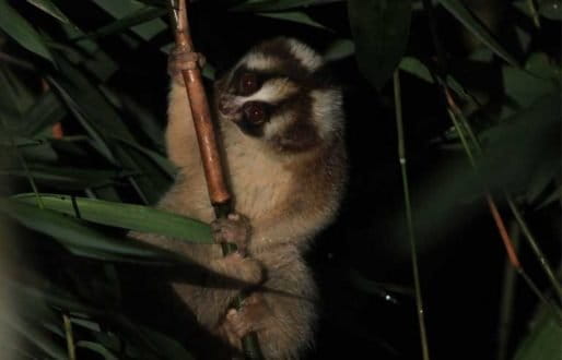 Pet trade’s “cute” and “adorable” label endangers the slow loris