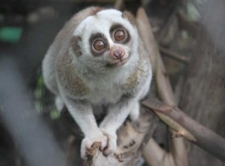 Pet trade’s “cute” and “adorable” label endangers the slow loris