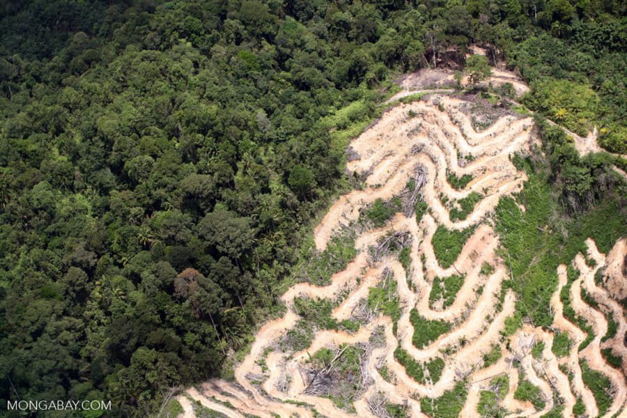 These banks are pumping billions into Southeast Asia's deforestation
