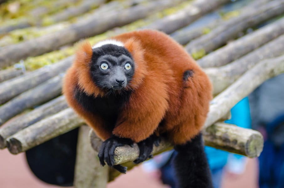 What conservation isn’t: Eating endangered lemurs to save them