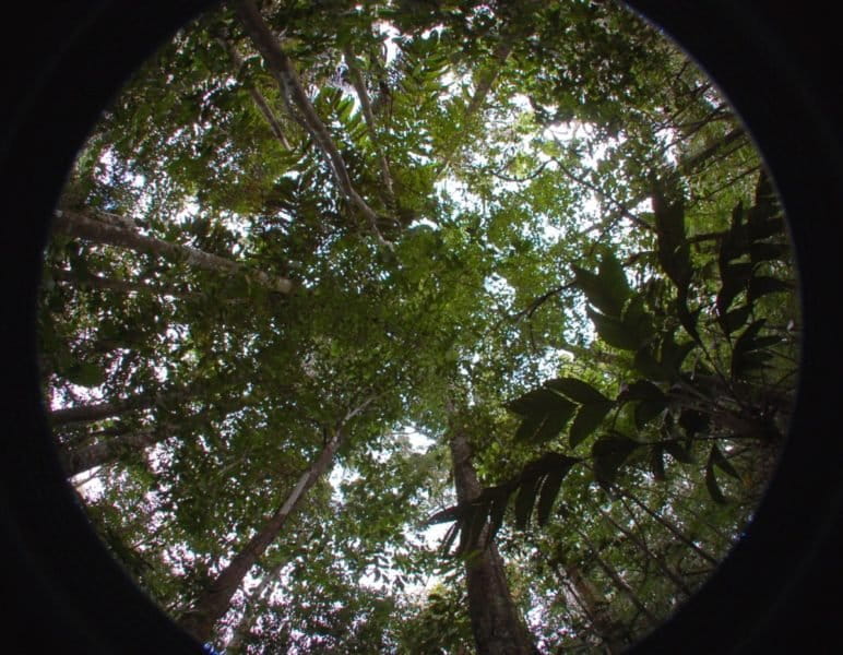 Five tools are better than one: determining deforestation drivers from ...