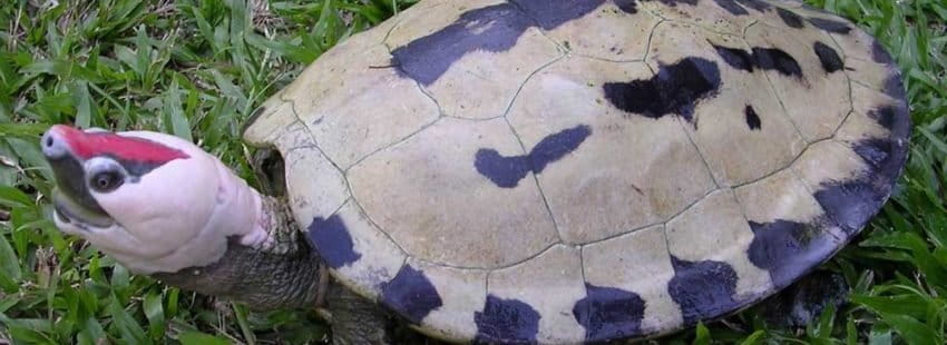 Pulling the stunningly unique painted terrapin back from the brink