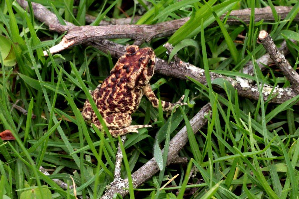 'All they need is a head start': reforesting India's Western Ghats