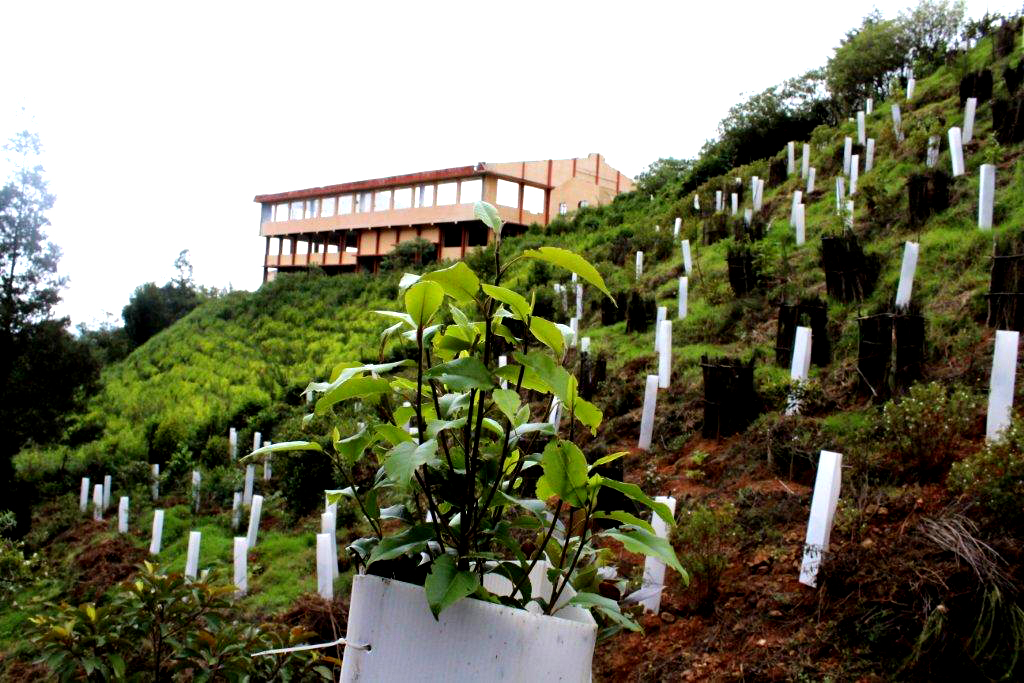 'All they need is a head start': reforesting India's Western Ghats