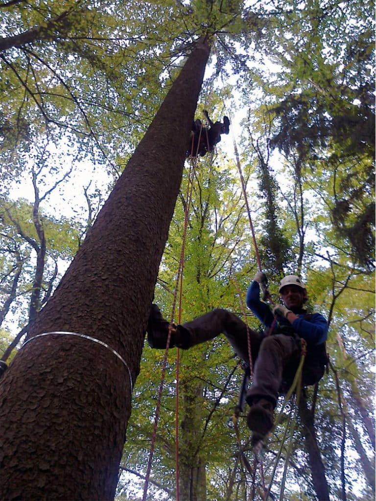 Trees share carbon: new discovery may be key to saving trees in a ...