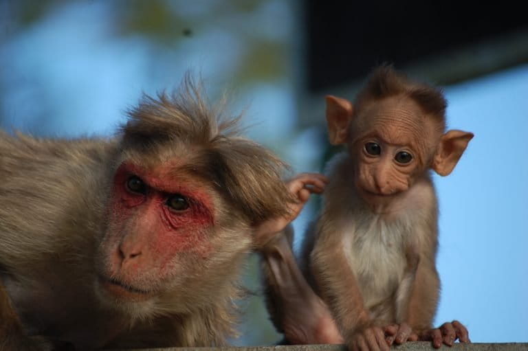 What wild monkeys can teach us about the origins of human language