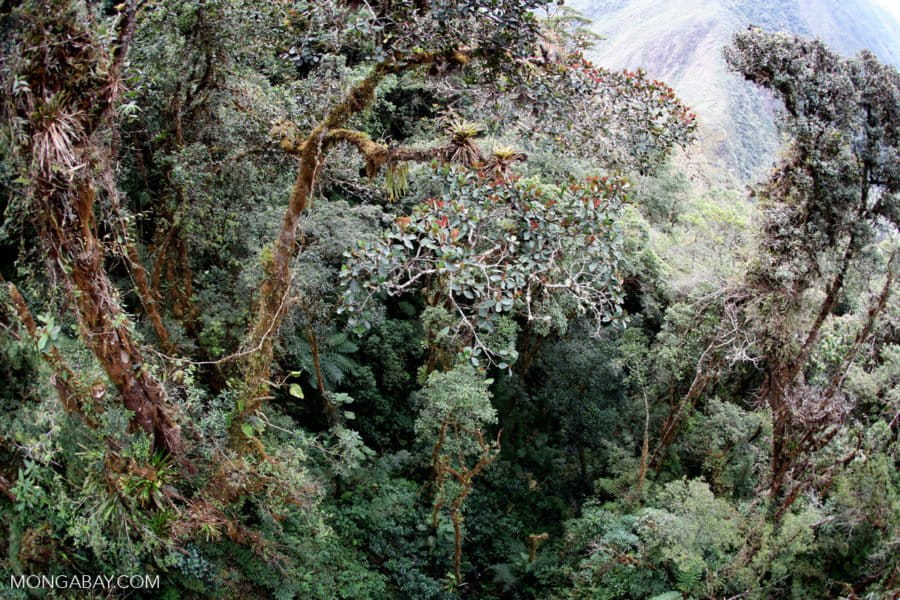 Peru's new environmental policies: What are they and will they work?