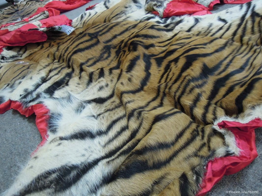 No decline in tiger trafficking: new report